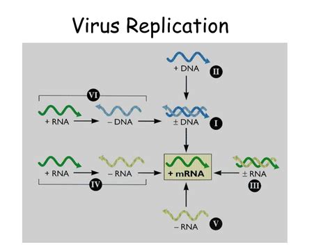 Ppt Replication Of Positive Sense Rna Viruses Powerpoint Presentation
