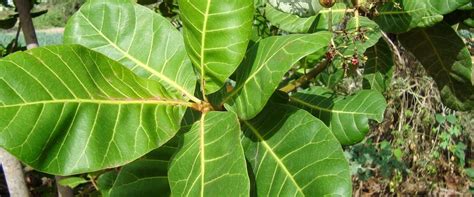 Cashew Tree Leaf