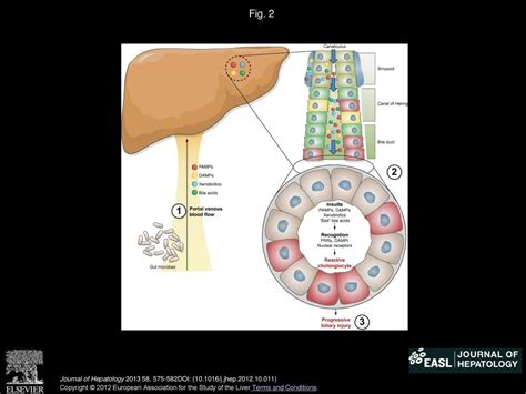 The Dynamic Biliary Epithelia Molecules Pathways And Disease Ppt