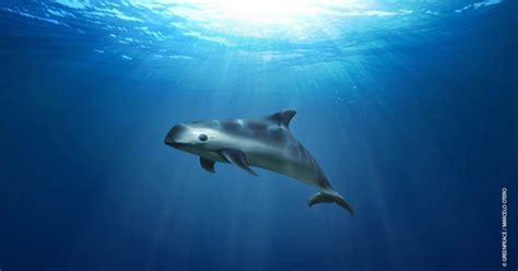 Verge Of Extinction How Efforts To Save The Vaquita Backfired