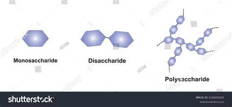 Polysaccharide Structure
