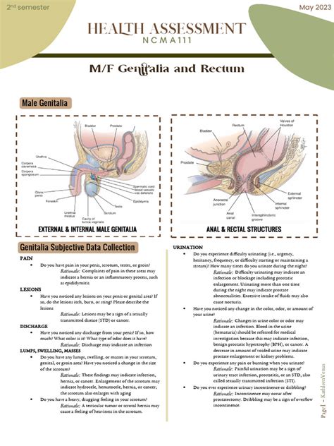 213 Mf Genitalia And Rectum Pdf Hemorrhoid Diseases And Disorders