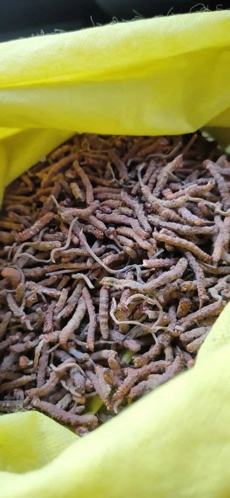 Keeda Jadi At ₹ 250 Piece Herbal Capsules In Meerut Id 27169146291