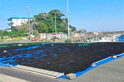 栄養素も豊富岩場に自生する天然のひじき 浜栄
