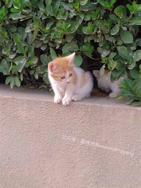 北京领养 小猫咪 2022071601 猫咪领养网
