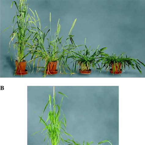 Phenotypic Variation In Shoot Architecture Of Widely Spaced T 2