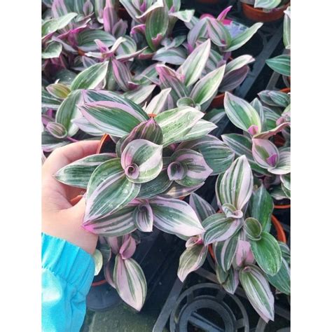 觀葉植物 霓虹水竹草 3吋 蝦皮購物