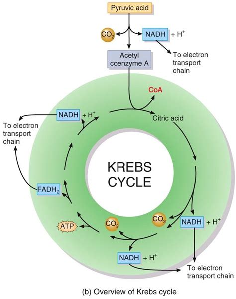 Kreb Cycle Simple Teaching Biology Basic Anatomy And Physiology Chemistry Education