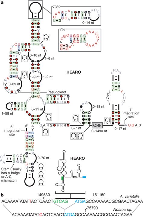 Hearo Rnas A Consensus Sequence And Secondary Structure Model For Download Scientific Diagram