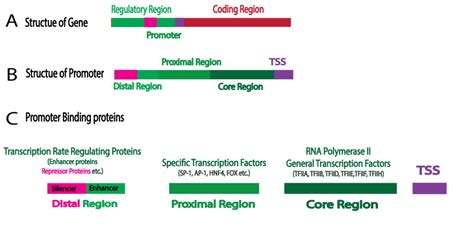 Promoter Of A Gene Basic Structure And Function In Eukaryotic Cells The Scholar Post