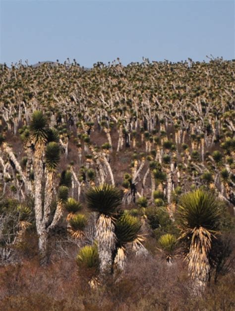 Yucca Plant Growing And Care Guide For Gardeners