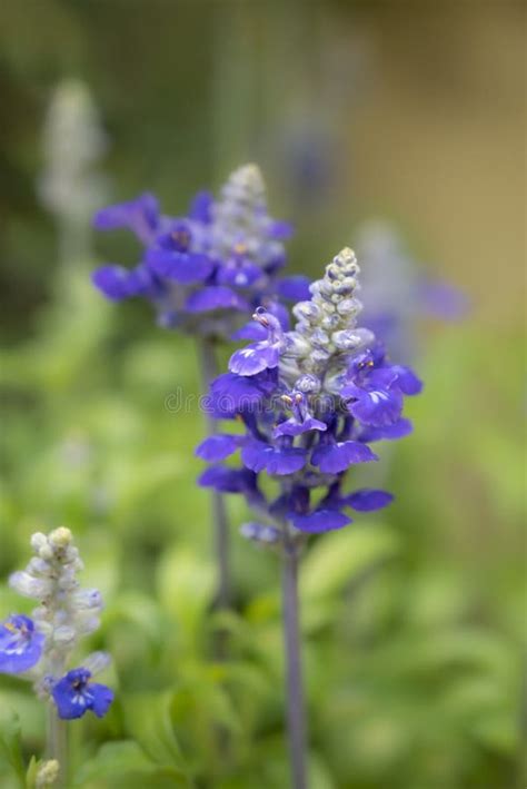 Close Up Of Blue Salvia Flowers With Natural Soft Light In The Garden