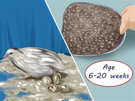 4 Ways To Feed Quail Wikihow