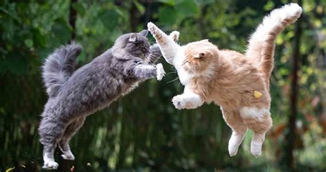 Stop Cat Fighting Tips To Keep Cats Calm And Peaceful