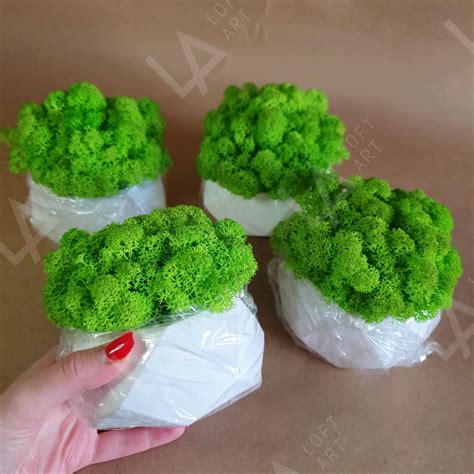 Кашпо Горшок Грут Вазон со мхом Мох в Горшках Эко Подарок ребенку 650 грн Витвори