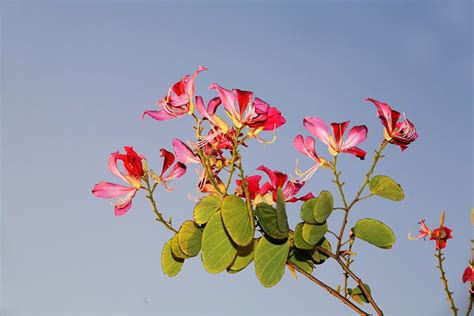 Bauhinia Blakeana Hong Kong Orchid Tree Bauhi Flickr