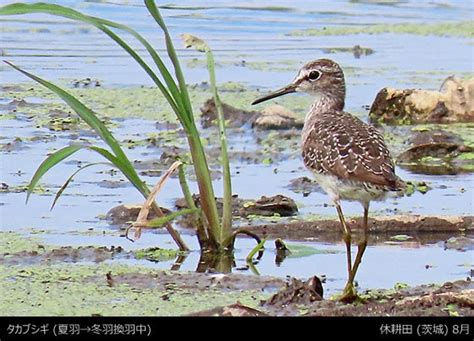 タカブシギ夏羽冬羽換羽中 スマホユーザーのための関東 野鳥コレクション