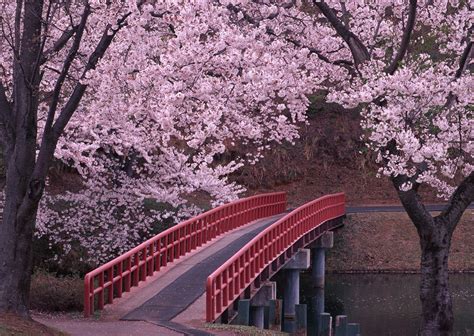 桜の季節到来 日本の美しい桜 中国網 日本語