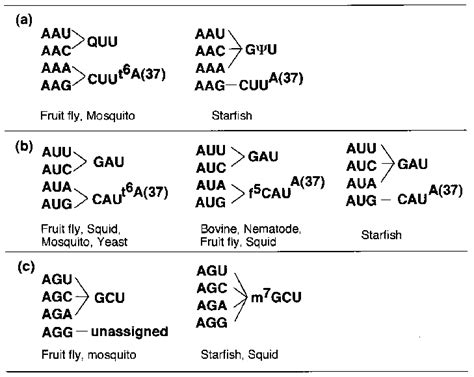 Inferred Codon Anticodon Relations In Decoding Of A Aan B Aun And