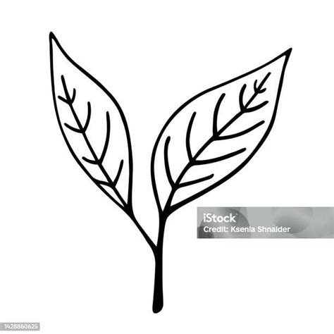 새싹 벡터 아이콘입니다 나뭇잎이있는 나뭇 가지의 검은 낙서 흰색에 고립 된 손으로 그린 그림 야생 숲 식물 나뭇 가지 카드 포스터 화장품 로고 웹 인쇄를위한 클립 아트 0