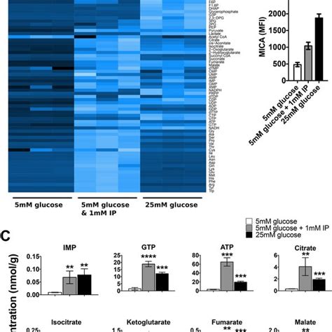IP Increases Intracellular Tricarboxylic Acid TCA Cycle And Purine Download Scientific