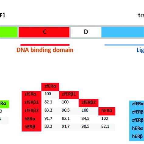 Schematic Er Structure And The Percentage Identity Between Human Er