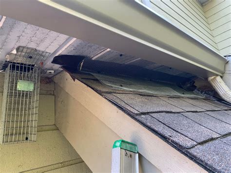 Pest Exclusion Surrey Prevent Rodents And Wildlife Fraser Valley