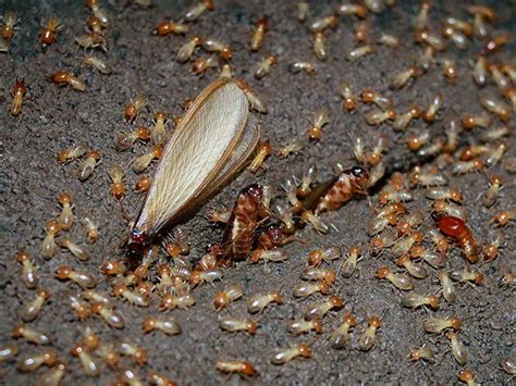 What Causes Termites Root Causes Of Termite Infestation