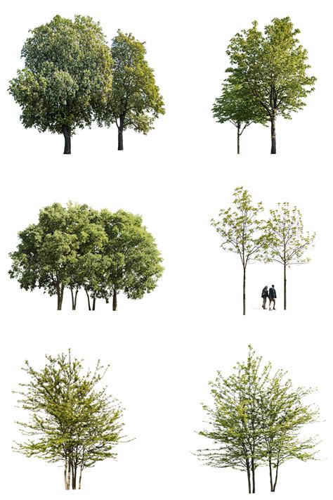 Spring Tree Groups Package Architecture Collage Landscape