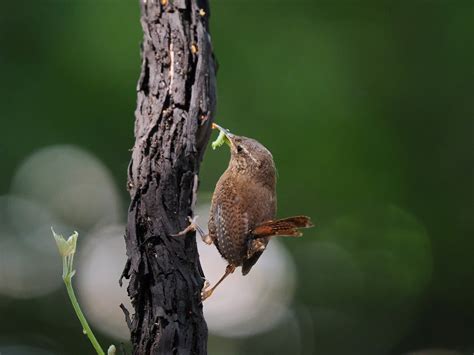 モスケミソサザイEurasian Wren mosukei ムッシュの鳥歳時記