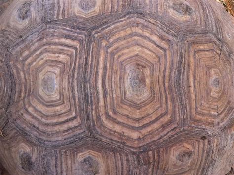 Turtle Shell Stock Photo Image Of Nature Wallpaper 85024728