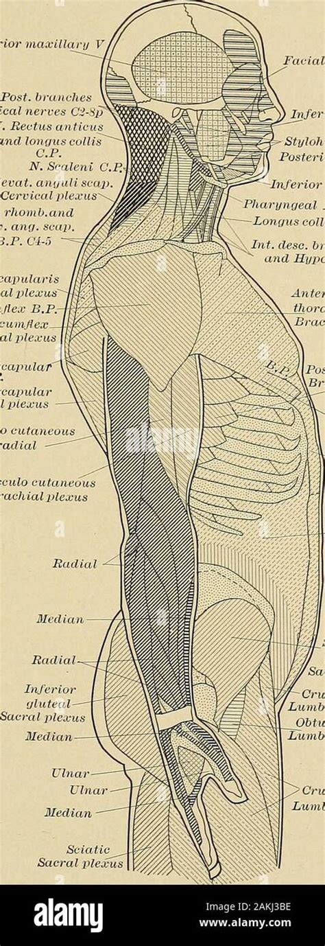 Diseases Of The Nervous System A Text Book Of Neurology And