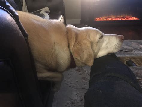 Must Touch Dad Even If He Is Cuddling With Mom Rwhatswrongwithyourdog