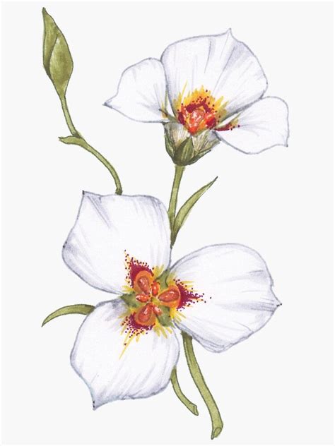 Sego Lily Sticker For Sale By Chairmankyra Lilies Drawing Colorful