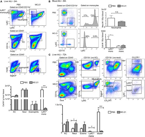 Frontiers Ly6chi Monocytes And Their Macrophage Descendants Regulate Neutrophil Function And