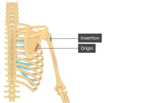 Teres Minor Muscle Attachments Actions And Innervation Getbodysmart