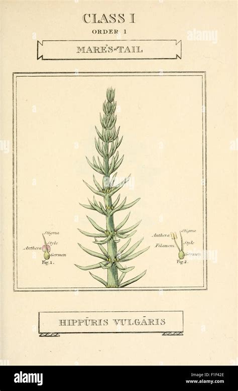 Elements Of The Science Of Botany Offers A Detailed Exploration Of Plant Classification