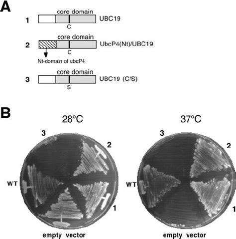 Functional Complementation Of Fission Yeast Temperature Sensitive Download Scientific Diagram