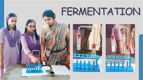 Yeast Fermentation Experiment Products Of Fermentation 10th Class