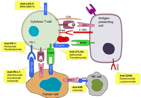 Image Displays The Different Immune Checkpoints Between T Cells Apcs