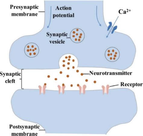 Synapses Neuromuscular Junction And Summation Me Flashcards Quizlet
