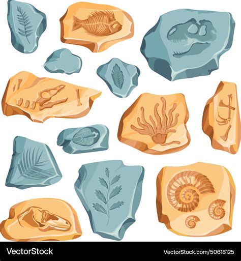 Archeological Fossils Ammonite And Marine Fossil Vector Image