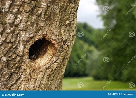 Hole In Tree Trunk Stock Photo Image Of Nature Park 75493314
