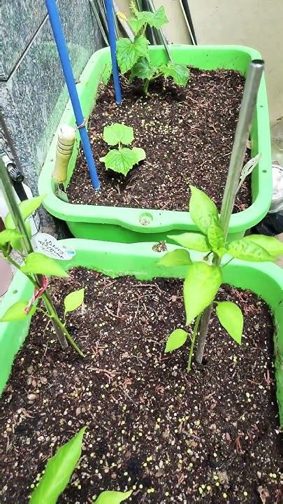 텃밭상자에 심어본 고추4개오이2개 Youtube