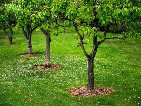When To Fertilize Fruit Trees Learn The Best Time Northern Nester