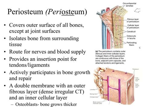 Ppt Chapter 6 Part I Bones And Skeletal Tissues Powerpoint