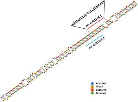 Stemloop Structure Of The Natural Cre MiR1166 Precursor A U C And Download Scientific
