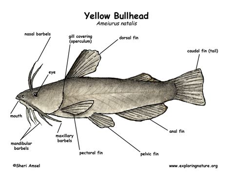 Bullhead Yellow Exploring Nature