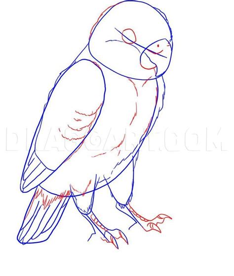 How To Draw A Lovebird Step By Step Drawing Guide By Dawn Dragoart Com Drawings Guided