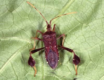 Ufifas Vegetable Arthropod Pest Photographs Cd Rom Ii